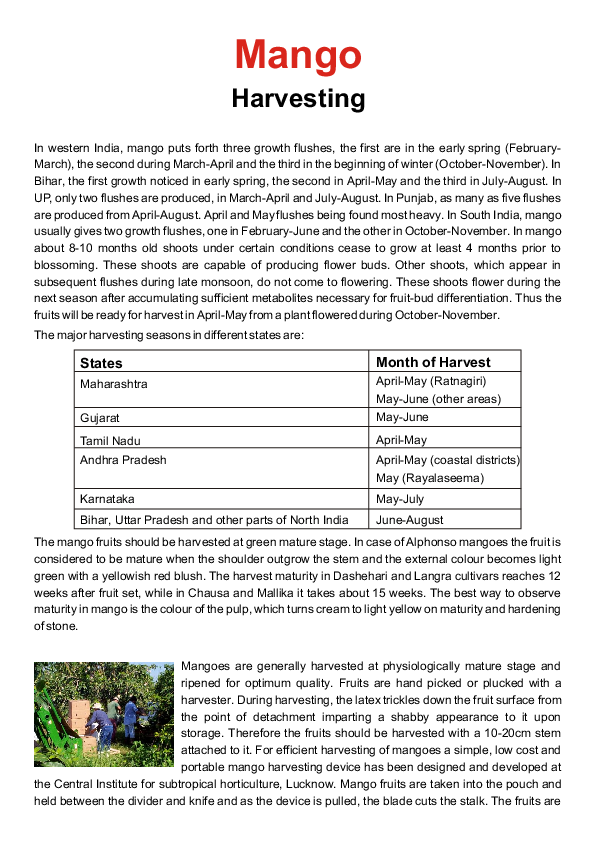 (PDF) Harvesting period of mango