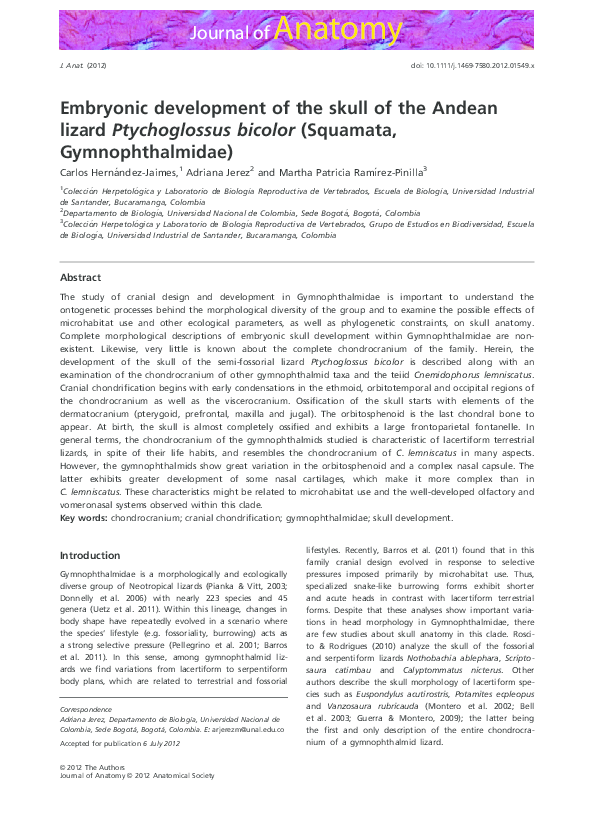 (PDF) Embryonic development of the skull of the Andean lizard ...