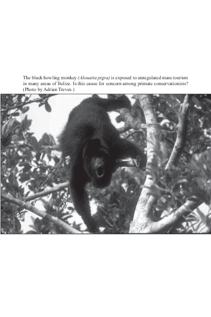 (PDF) Tourist impacts on the behavior of black howler monkeys (Alouatta ...