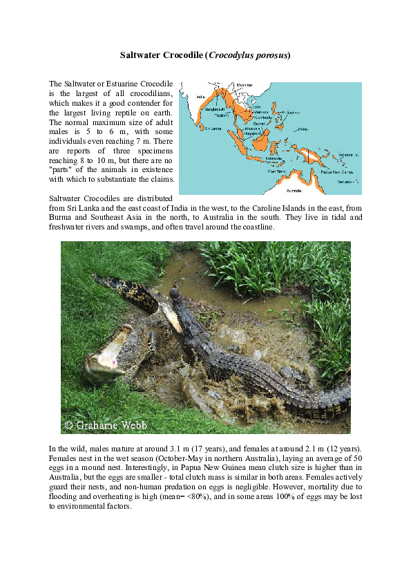 (PDF) Saltwater Crocodile (Crocodylus porosus