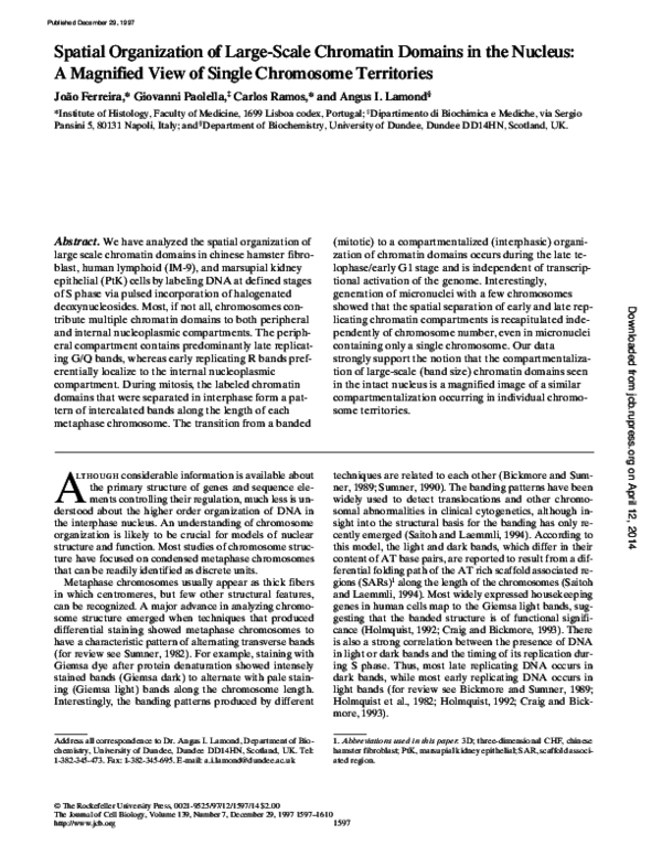 (PDF) Chromosome Territories, Interchromatin Domain Compartment, and ...