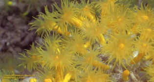 (PDF) Tempera et al. (2014). An Eguchipsammia (Dendrophylliidae ...