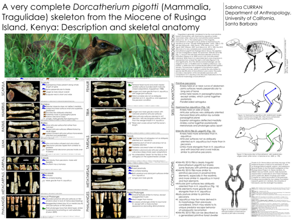 (PDF) A very complete Dorcatherium pigotti (Mammalia, Tragulidae ...