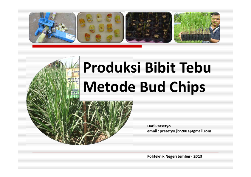(PDF) Produksi Bibit Tebu Metode Bud Chips