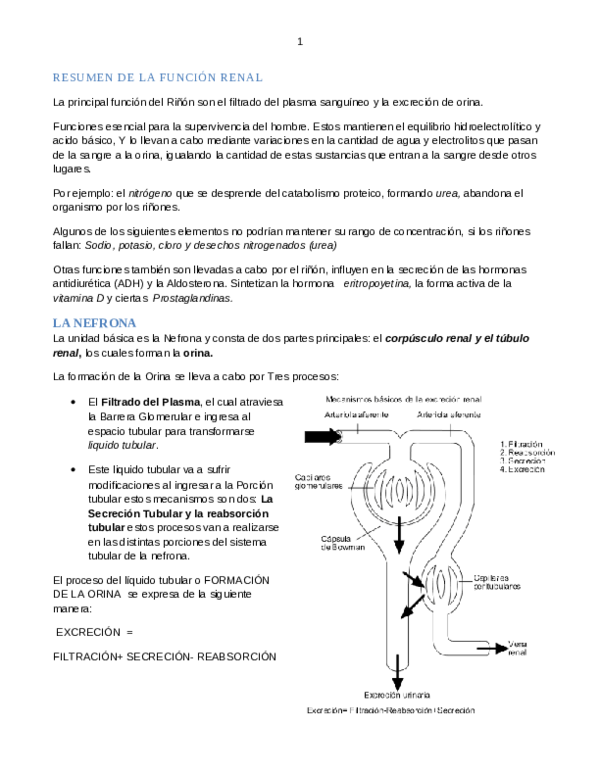 (DOC) Formación de orina
