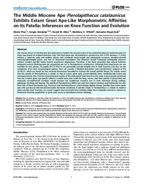 (PDF) The Middle Miocene Ape Pierolapithecus catalaunicus Exhibits ...