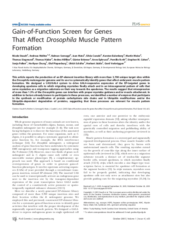 (PDF) Gain-of-Function Screen for Genes That Affect Drosophila Muscle ...