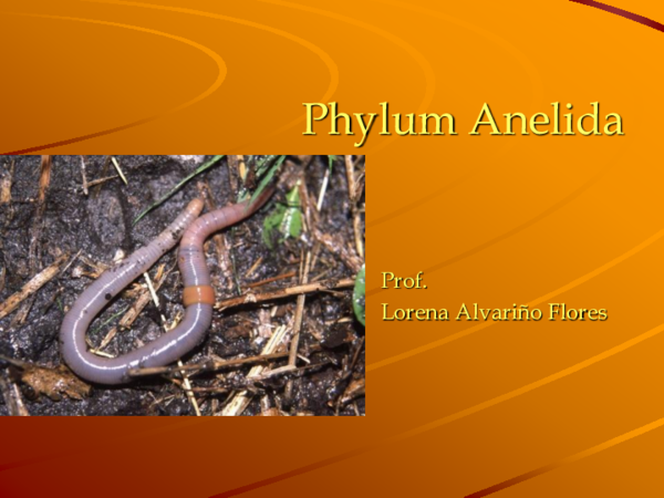 (PDF) Phylum Anelida