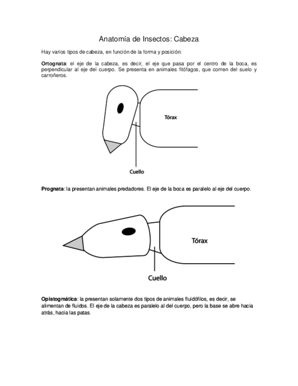 (DOC) Anatomía de Insectos
