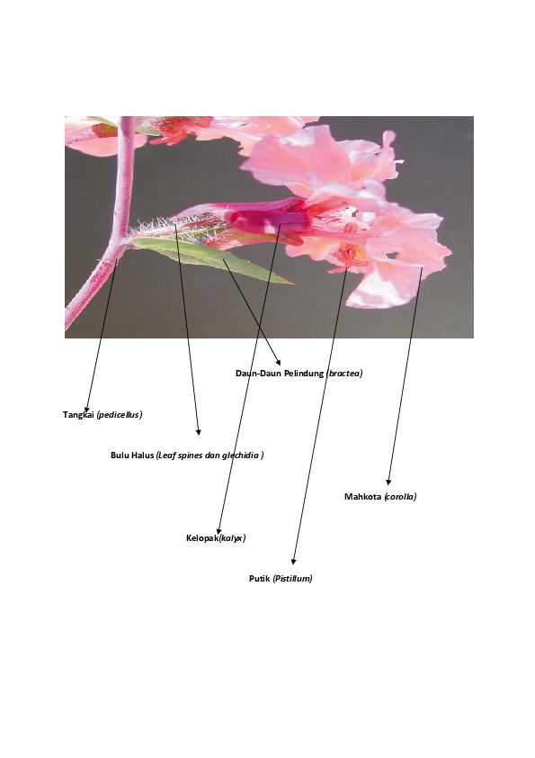 (PDF) Daun-Daun Pelindung (bractea