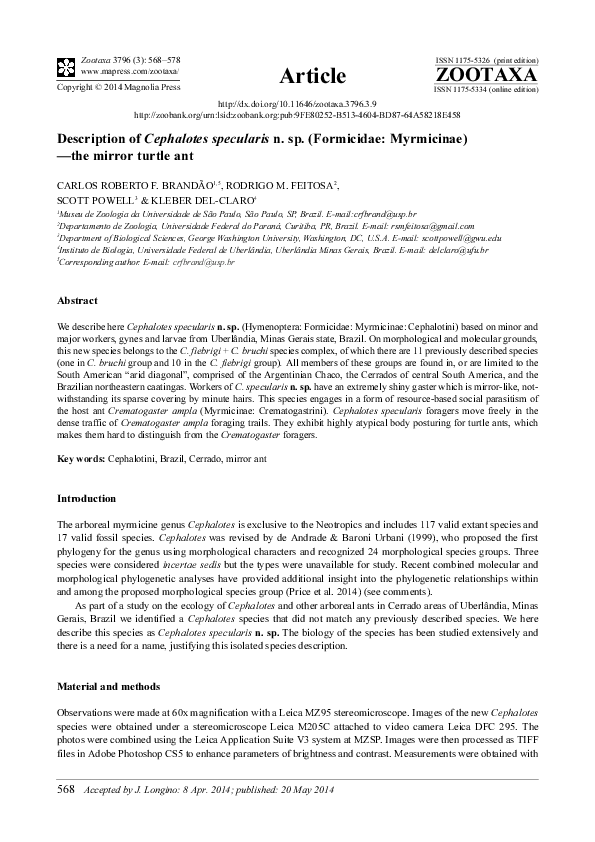 (PDF) Description of Cephalotes specularis n. sp. (Formicidae ...