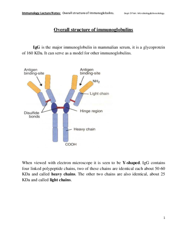 Immunology Lecture Notes: Overall structure of immunoglobulins.