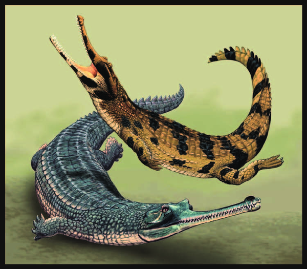 (PDF) True and False Gharials: A Nuclear Gene Phylogeny of Crocodylia