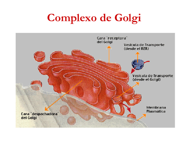 (PDF) Complexo de Golgi
