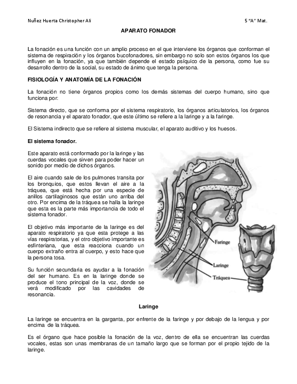 (DOC) Aparato fonador