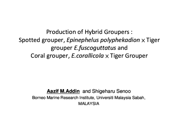 (PDF) Hybrid Grouper production