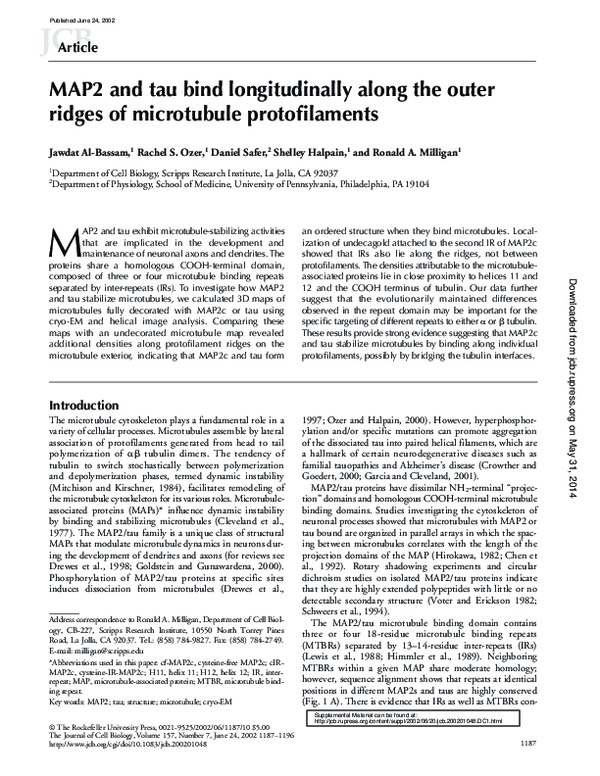 (PDF) MAP2 and tau bind longitudinally along the outer ridges of ...