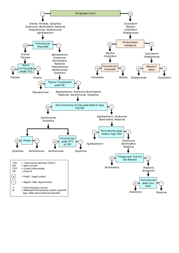 Skema Identifikasi Bakteri Tumbuhan