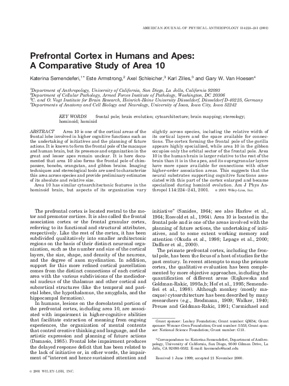 (PDF) Prefrontal cortex in humans and apes: A comparative study of area 10
