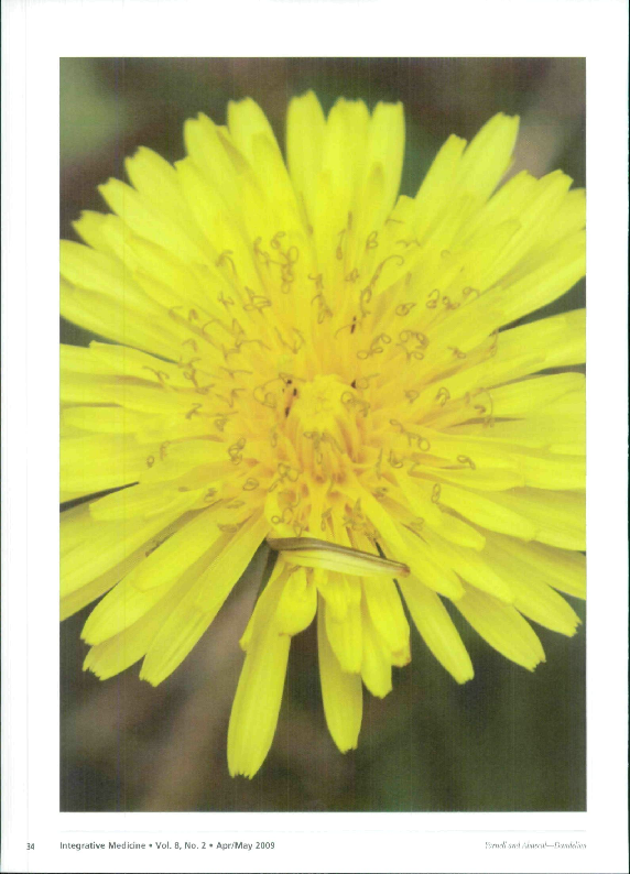 (PDF) Dandelion (Taraxacum officinale and T. mongolicum)