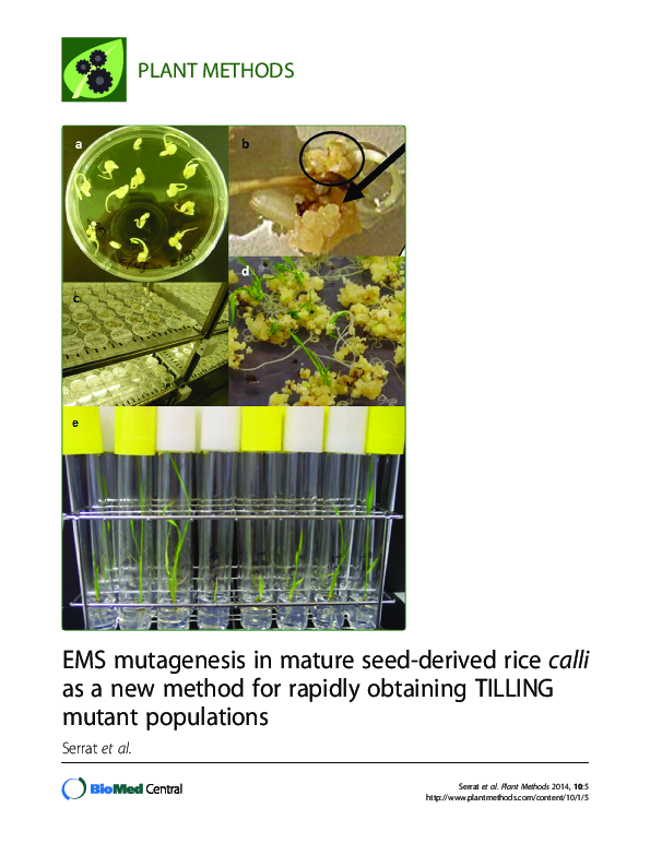 (PDF) EMS mutagenesis in mature seed-derived rice calli as a new method ...