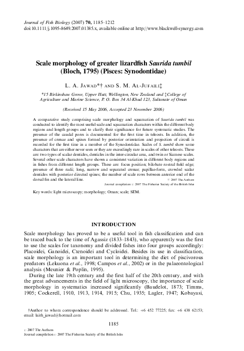 (PDF) Scale morphology of greater lizardfish Saurida tumbil (Bloch ...