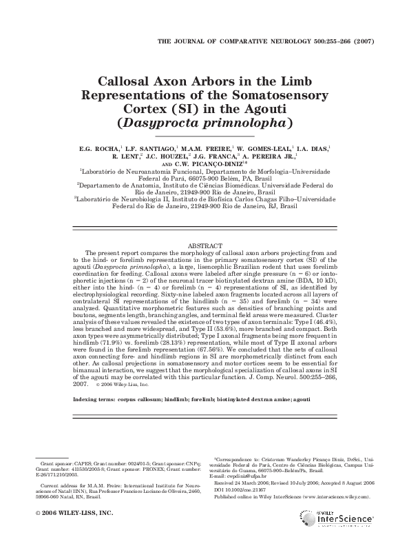 (PDF) Callosal axon arbors in the limb representations of the ...