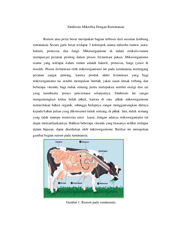 (DOC) Simbiosis Mikrobia Dengan Ruminansia