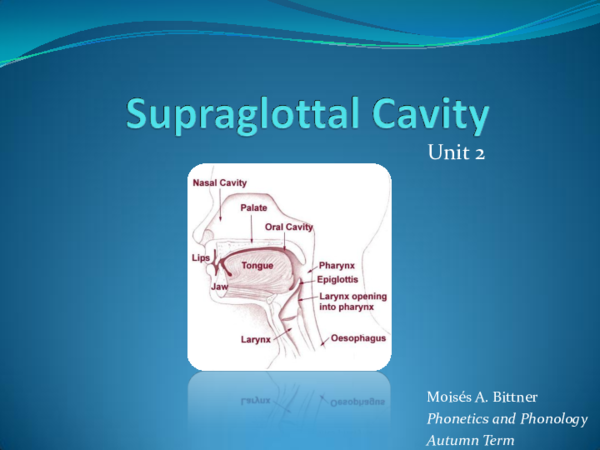 (PDF) Supraglottal Cavity; Nasal Subcavity