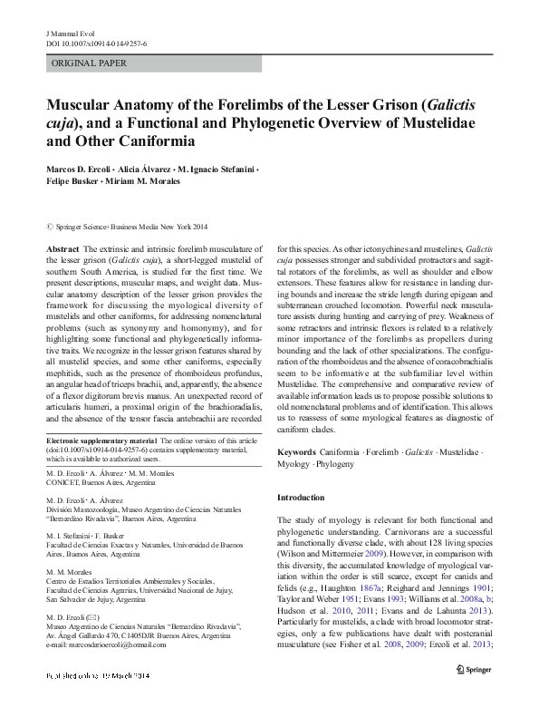 (PDF) Muscular Anatomy of the Forelimbs of the Lesser Grison (Galictis ...