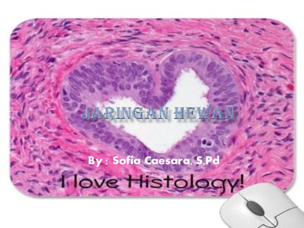 (PDF) Jaringan Ikat Longgar Jaringan Ikat Padat Jaringan Lemak Jaringan ...