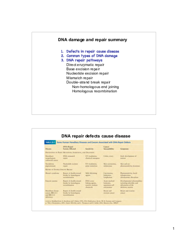 (PDF) DNA damage and repair summary