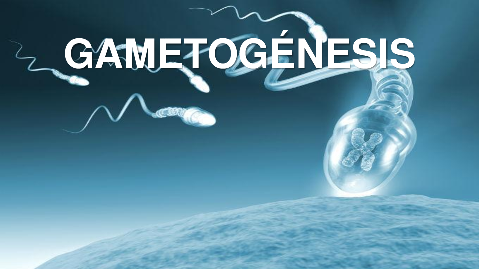 (PDF) GAMETOGÉNESIS
