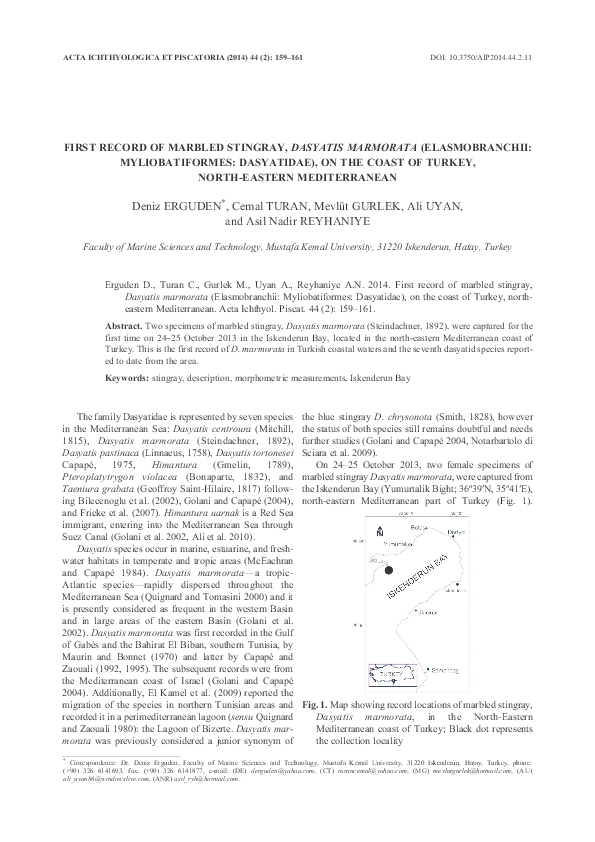 (PDF) First record of marbled stingray, Dasyatis marmorata ...