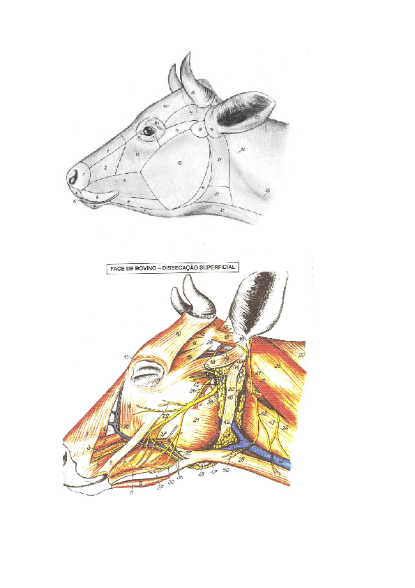 (PDF) Anatomia musculos faciais bovino
