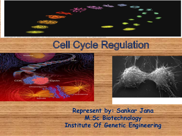 (PPT) Cell Cycle Regulation