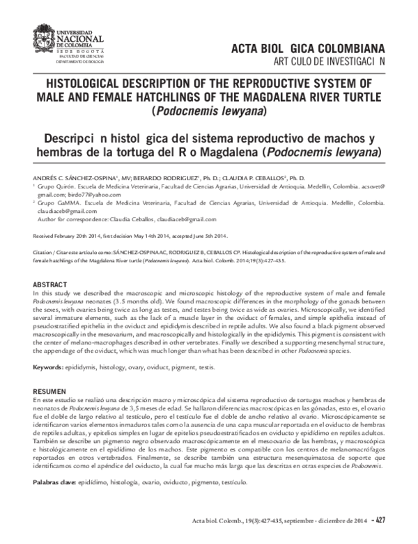 (PDF) Histological description of the reproductive system of male and ...