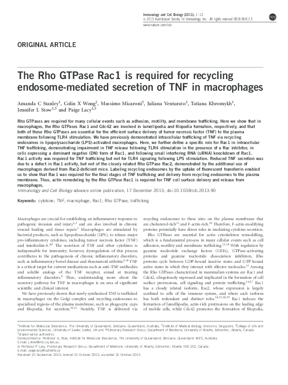 (PDF) The Rho GTPase Rac1 is required for recycling endosome-mediated ...