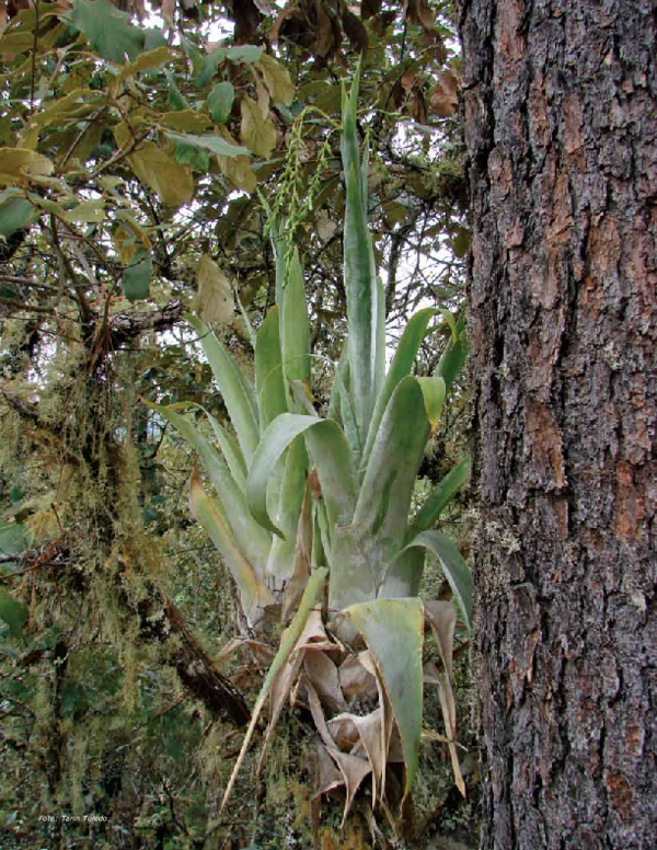 (PDF) EL BOSQUE MESÓFILO DE MONTAÑA EN MÉXICO: 132 Foto