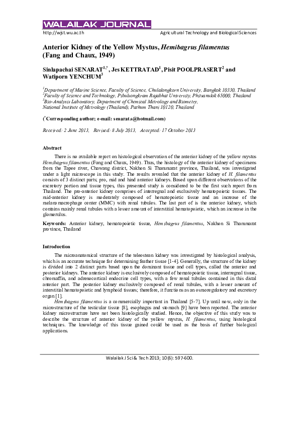 (PDF) Anterior Kidney of the Yellow Mystus, Hemibagrus filamentus (Fang ...
