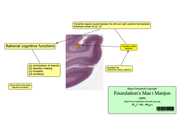 Pdf Conceptual Map Anterior Cingulate Cortex Rational Cognitive Functions