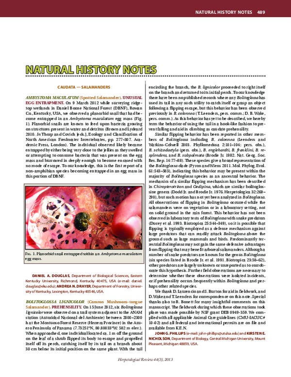 (PDF) Bolitoglossa lignicolor - Prehensility