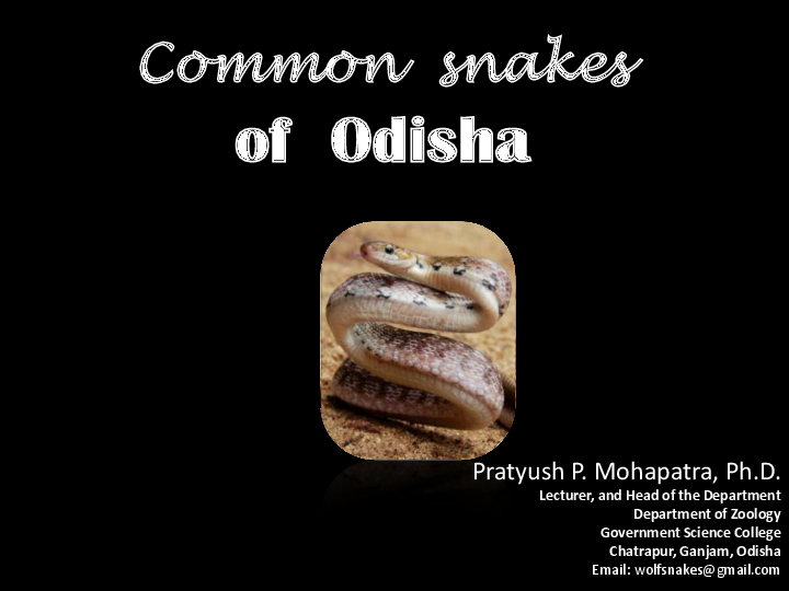Common snakes of Odisha_Pratyush P. Mohapatra