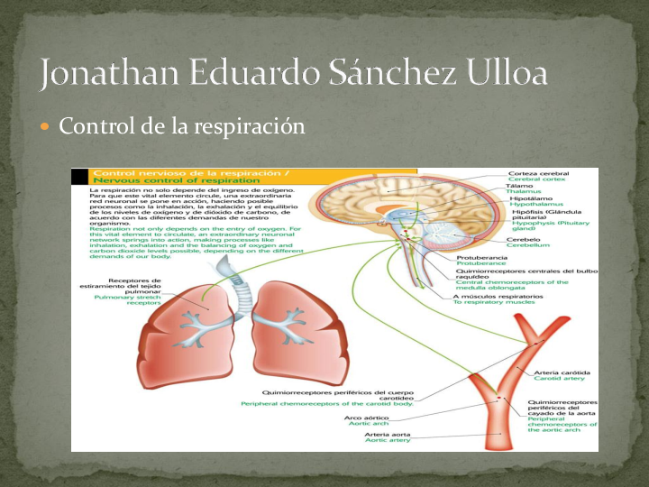 (PPT) Control de la respiracion