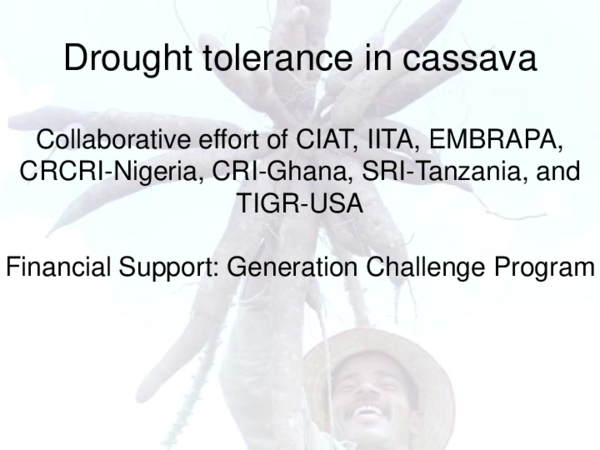 (PDF) Drought tolerance in cassava