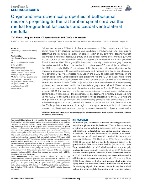 (PDF) Origin and neurochemical properties of bulbospinal neurons ...