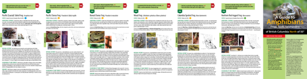 (PDF) A Guide to Amphibians - Frogs, Toads, Salamanders - of British ...