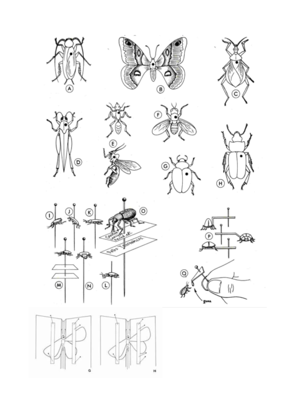 (DOC) Montaje insectos
