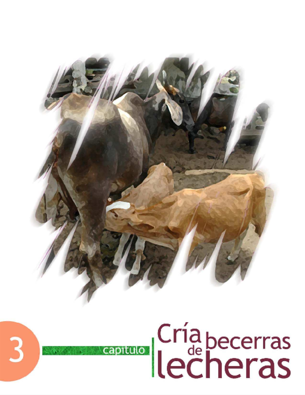 (PDF) Capítulo 3. Cría de becerras lecheras Capítulo 3. Cría de ...