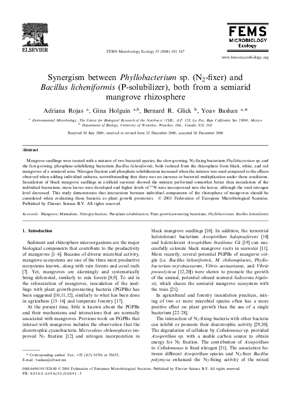 (PDF) Synergism between Phyllobacterium sp. (N 2fixer) and Bacillus ...